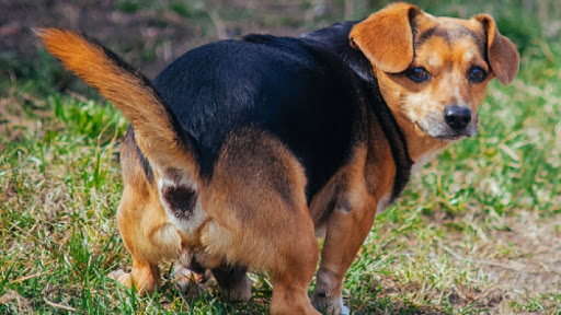 Glándulas Anales En Perros Clínica Veterinaria Austrovet Cuenca Ecuador